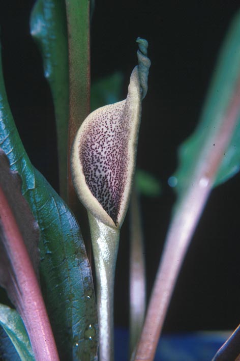 The Crypts pages~ by Jan D. Bastmeijer