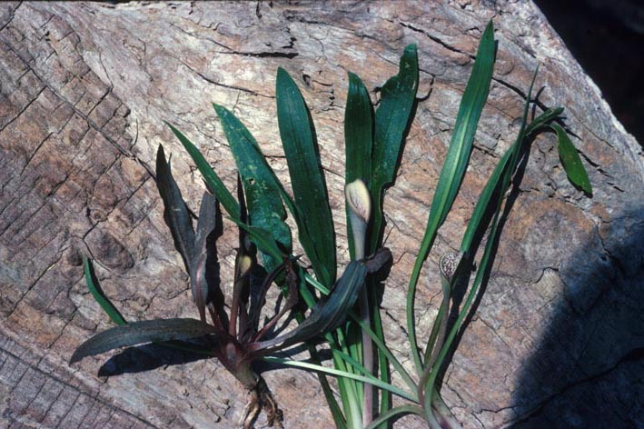 The Crypts pages~ by Jan D. Bastmeijer