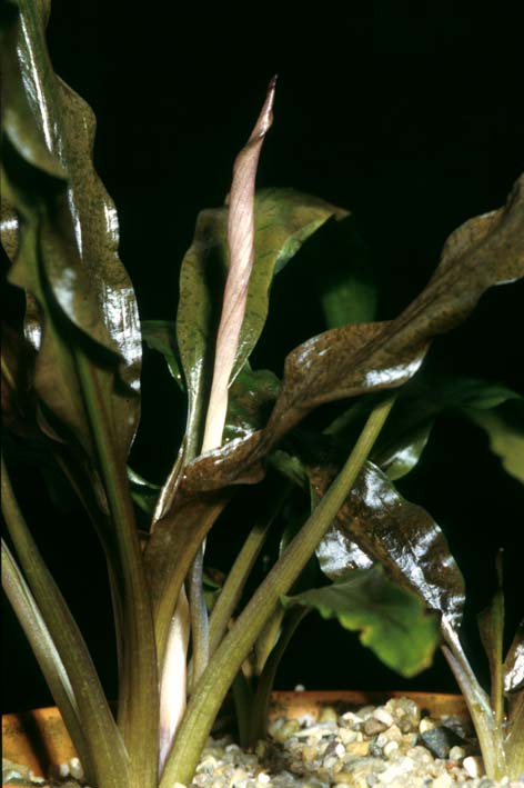 The Crypts pages~ by Jan D. Bastmeijer