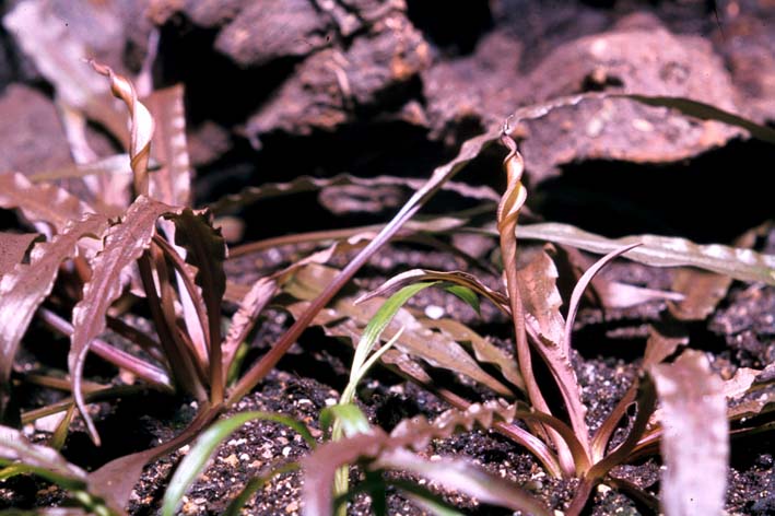 The Crypts pages~ by Jan D. Bastmeijer