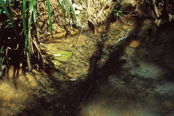 The Crypts pages~ by Jan D. Bastmeijer