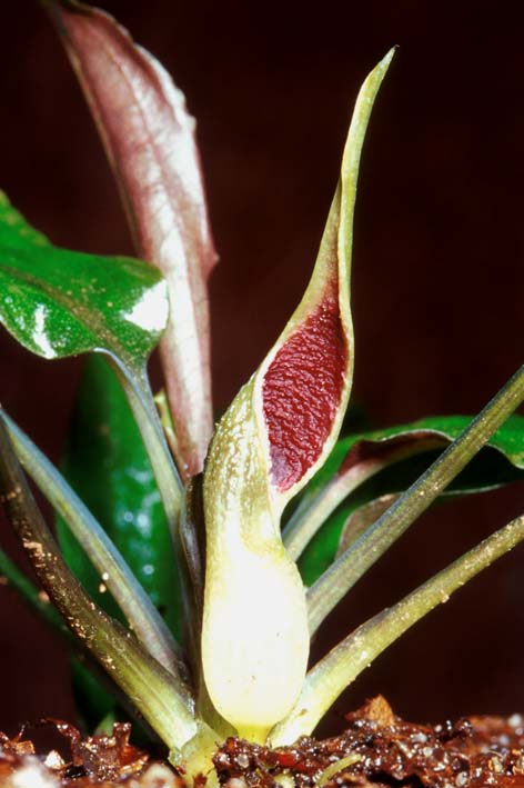 The Crypts pages~ by Jan D. Bastmeijer