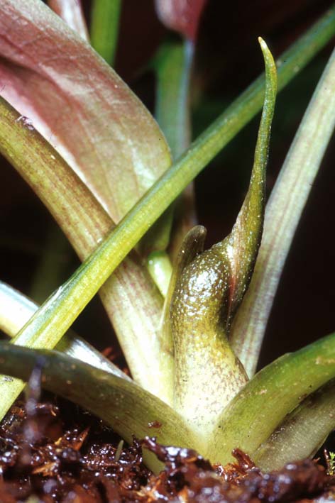 The Crypts pages~ by Jan D. Bastmeijer