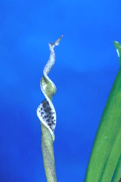 The Crypts pages~ by Jan D. Bastmeijer