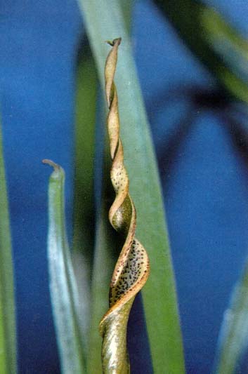 The Crypts pages~ by Jan D. Bastmeijer